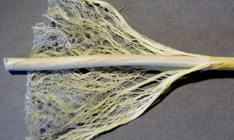 Hemp 101: Key Facts You Need To Know - Marialma Blog