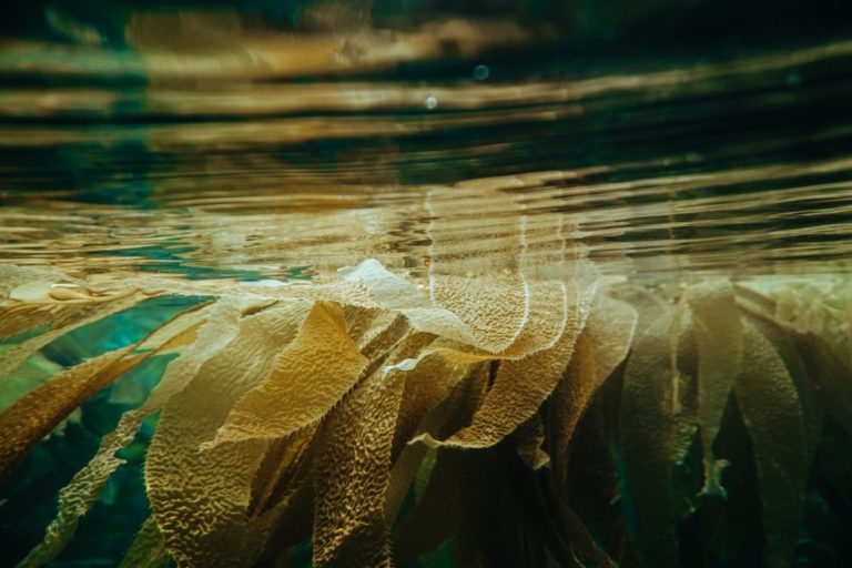 The Seaweed Benefits For Your Skin - Marialma Blog